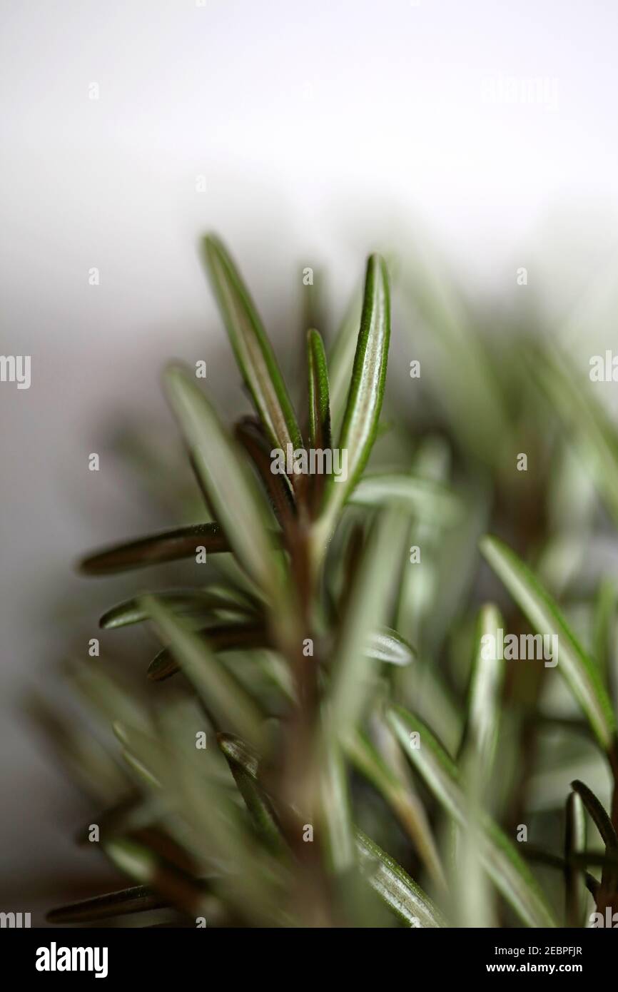 Rosemary aromatic plant Rosmarinus officinalis leaves close up family ...