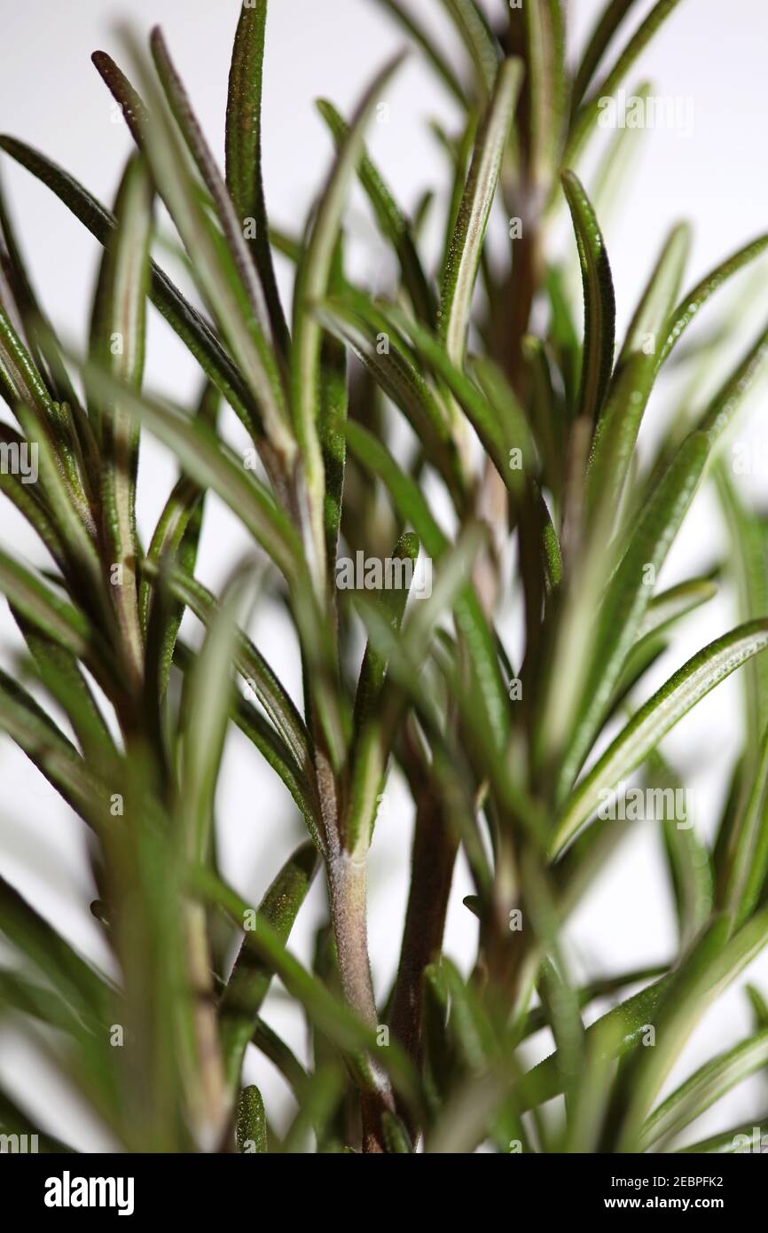 Rosemary aromatic plant Rosmarinus officinalis leaves close up family ...