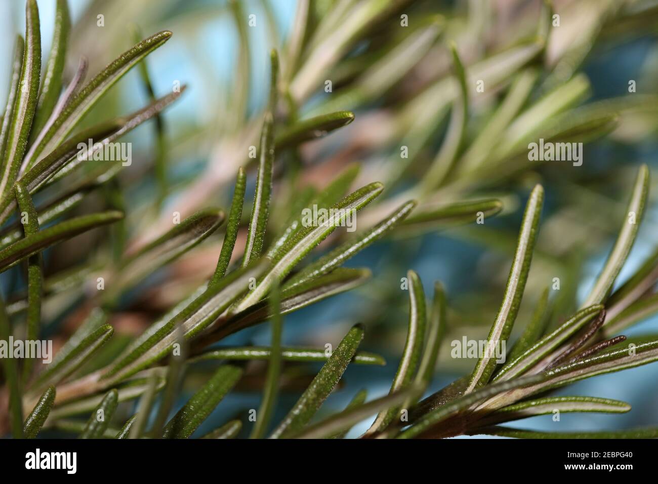 Rosemary aromatic plant Rosmarinus officinalis leaves close up family ...
