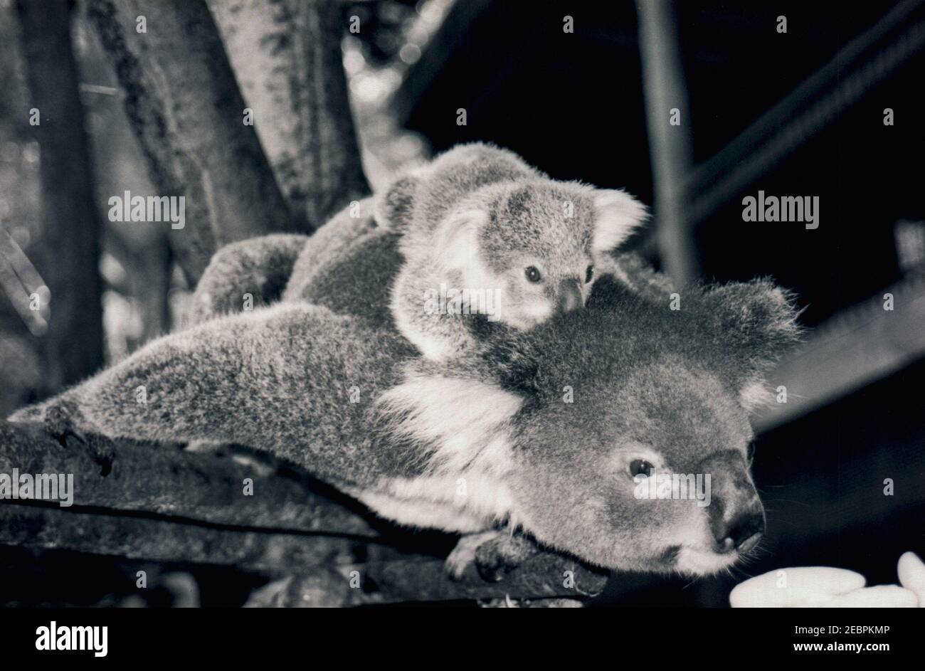 unusually koala who likes eating apples and is teaching baby to eat it ...