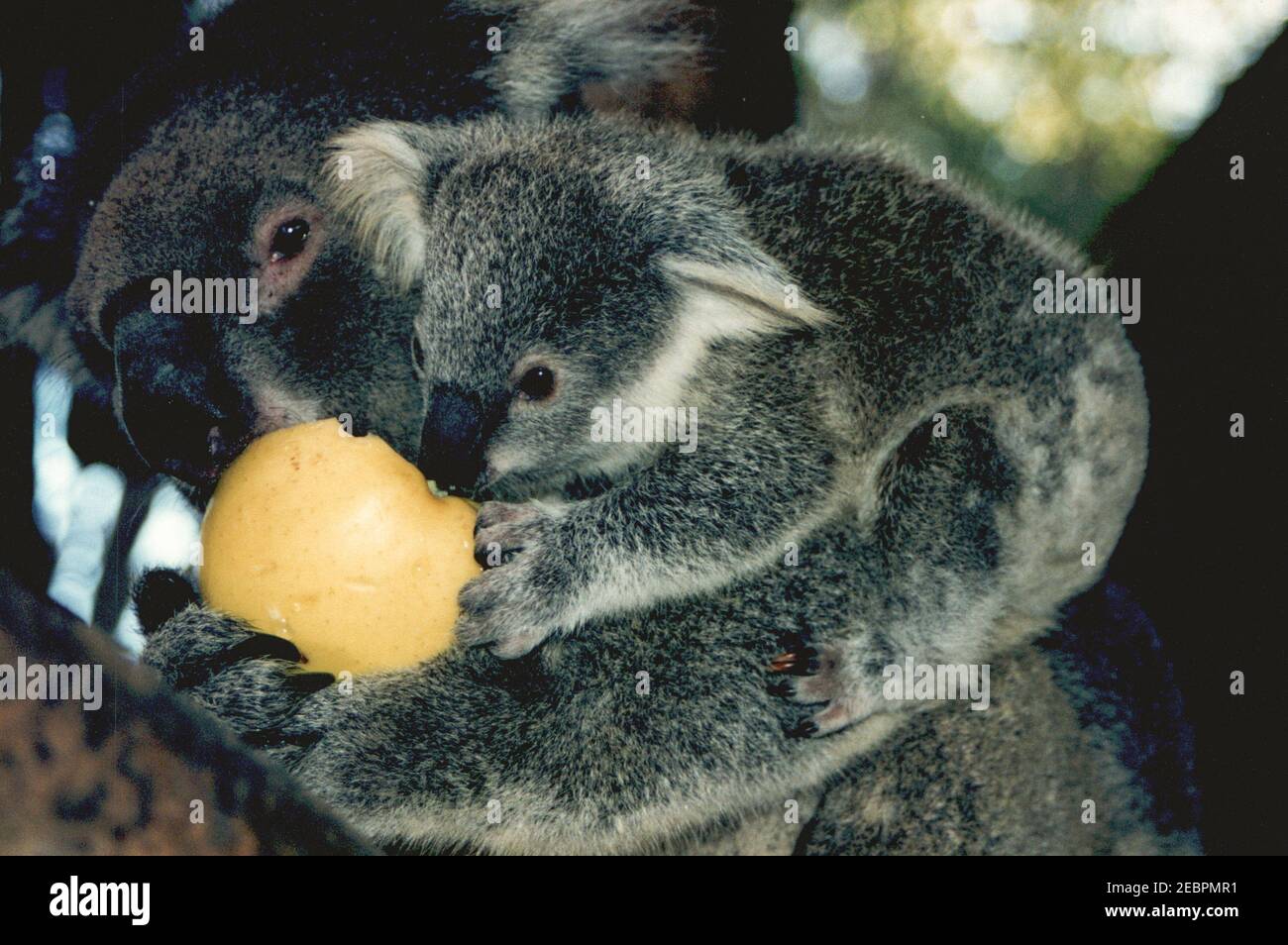 Nurture native wildlife hi-res stock photography and images - Alamy