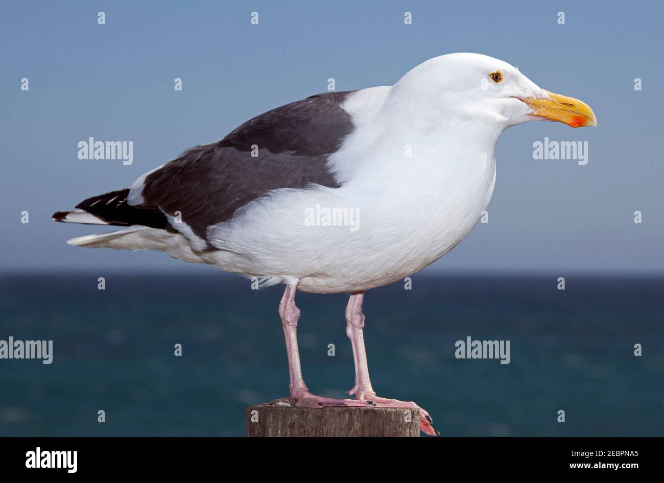 The western gull is a large white-headed gull that lives on the west ...