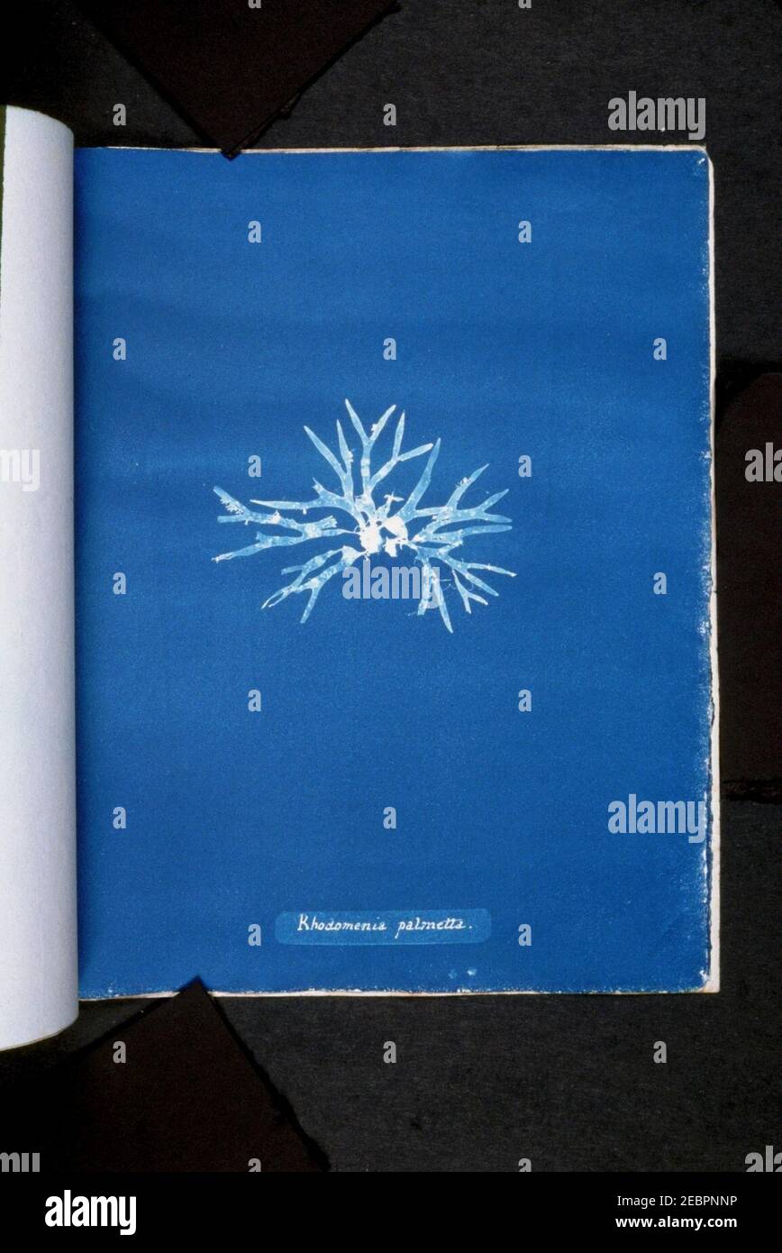 Palmetta hi-res stock photography and images - Alamy