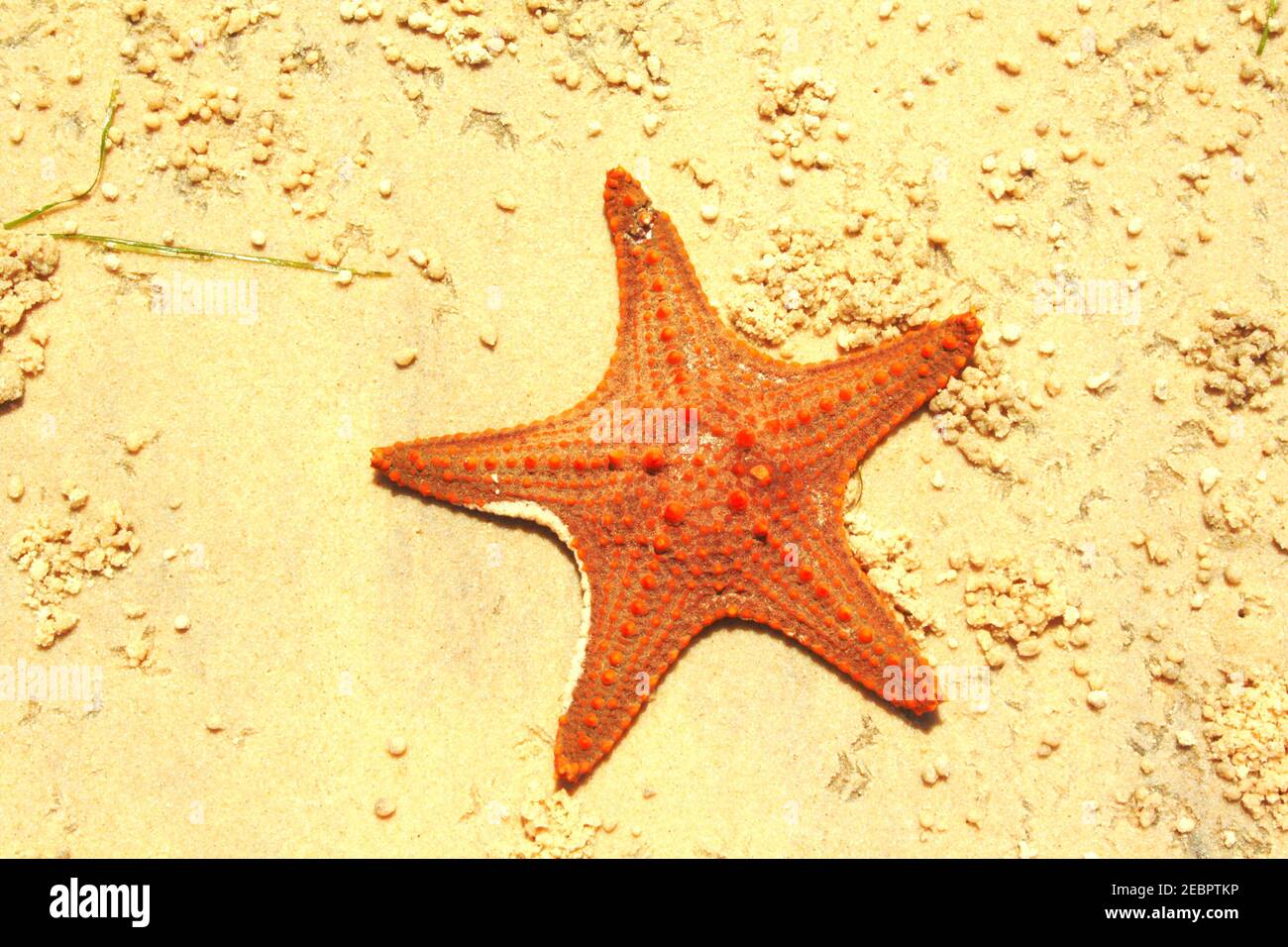 Sea Star Asteroidea