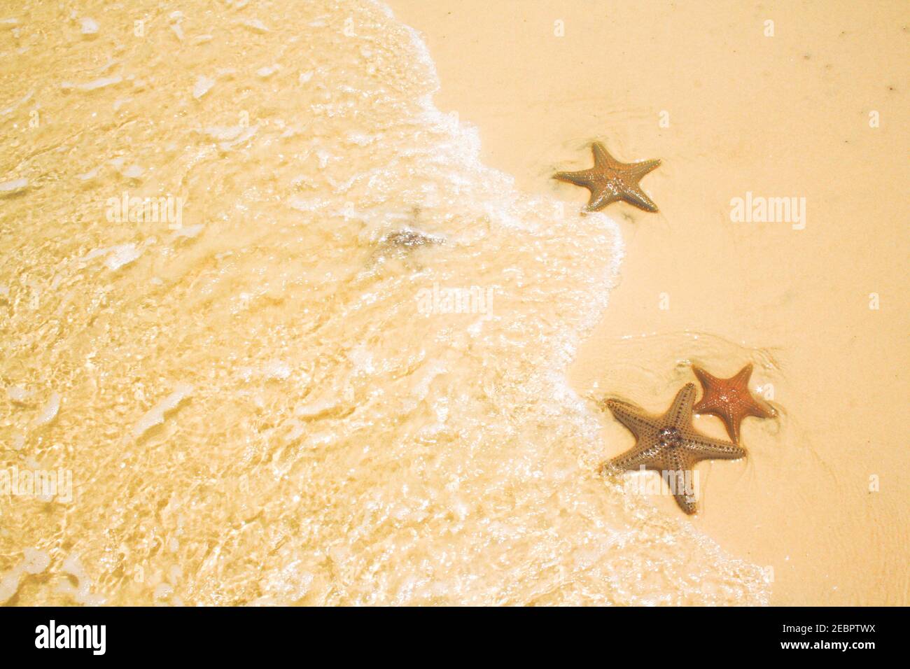 Starfish or sea stars are star-shaped echinoderms belonging to the ...