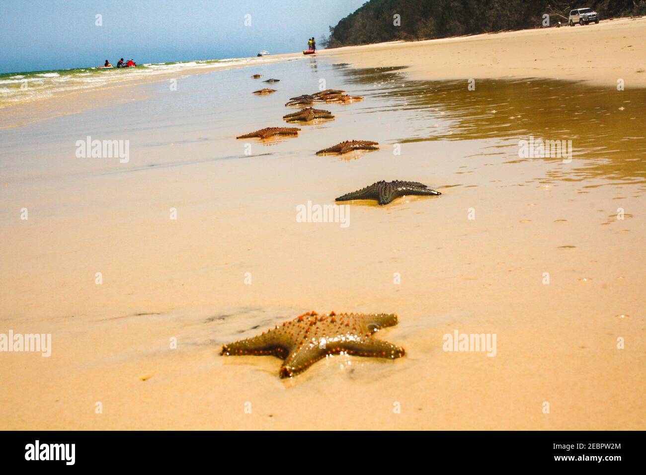 Starfish or sea stars are star-shaped echinoderms belonging to the ...