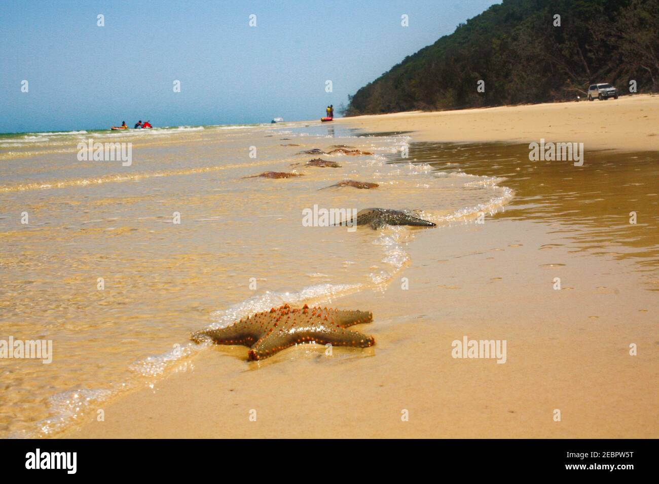 Starfish or sea stars are star-shaped echinoderms belonging to the ...