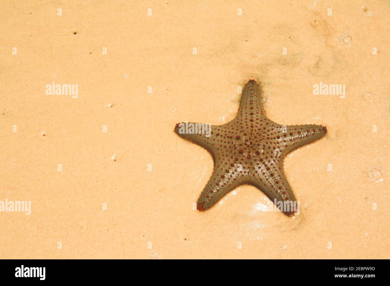 Starfish or sea stars are star-shaped echinoderms belonging to the ...