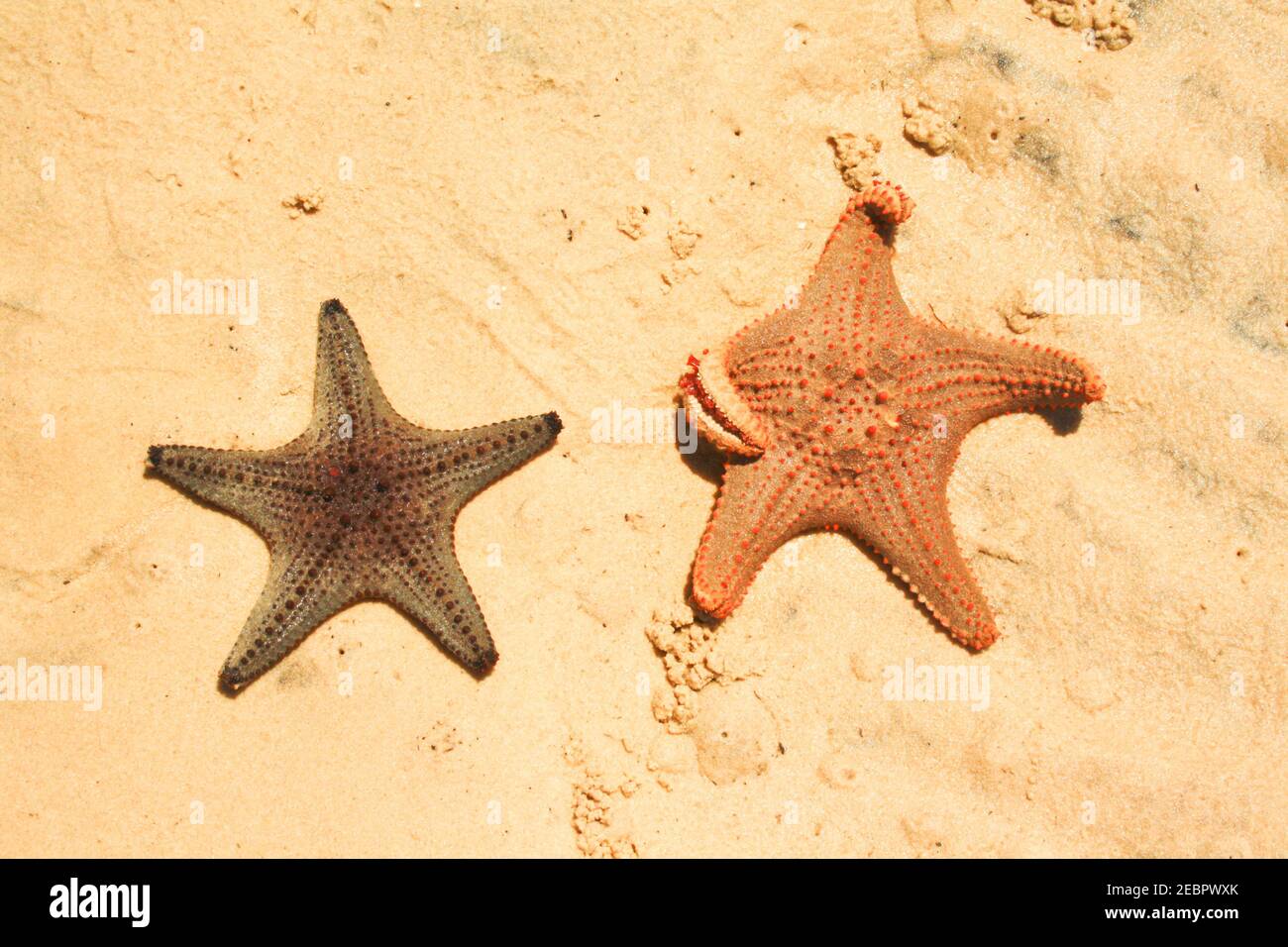Starfish or sea stars are star-shaped echinoderms belonging to the ...