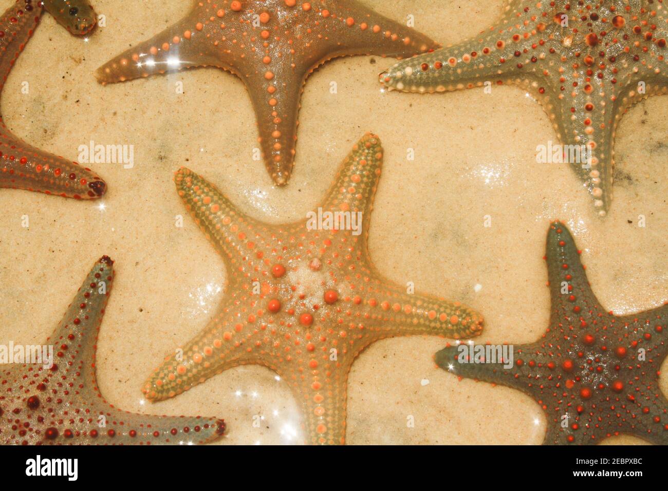 Starfish or sea stars are star-shaped echinoderms belonging to the ...