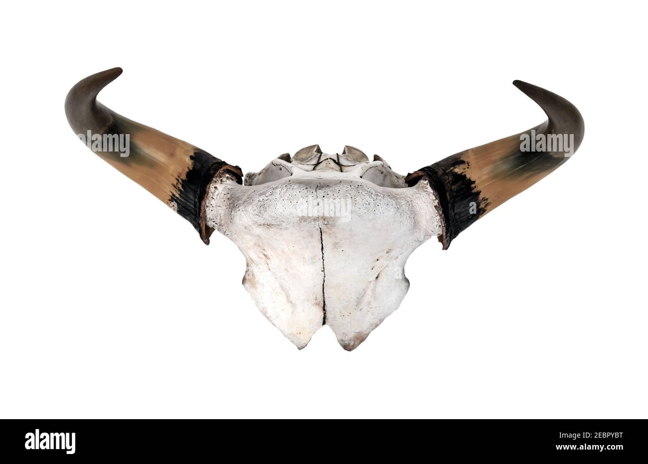 Skull horn head animal ox isolated on white background Stock Photo - Alamy