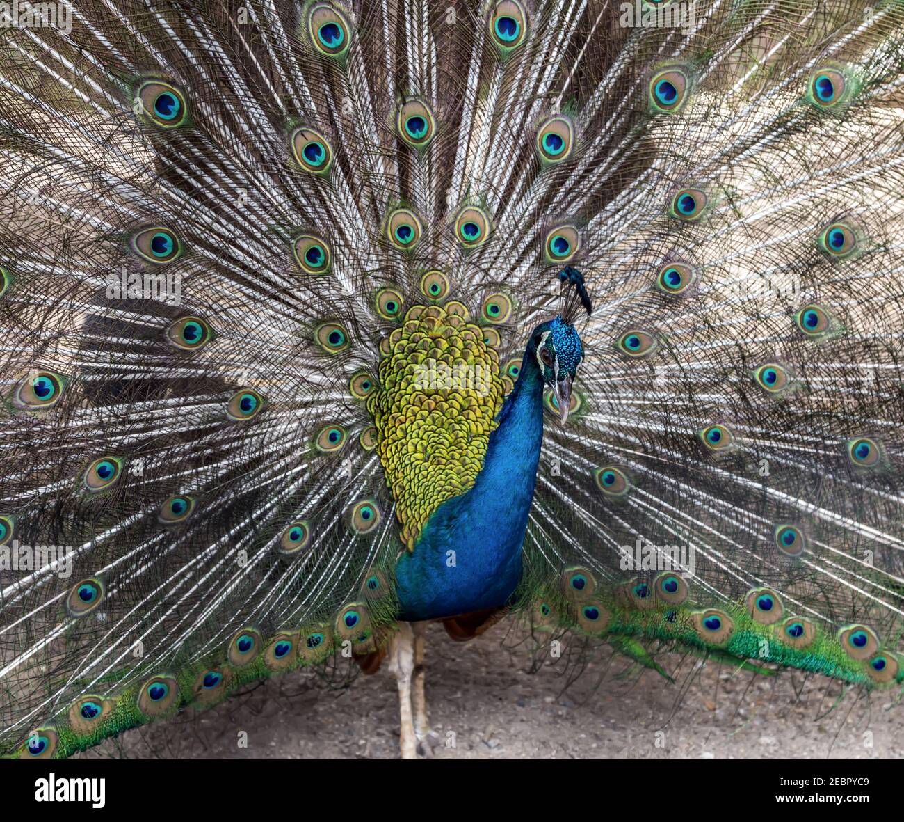 Puffed tail hi-res stock photography and images - Alamy