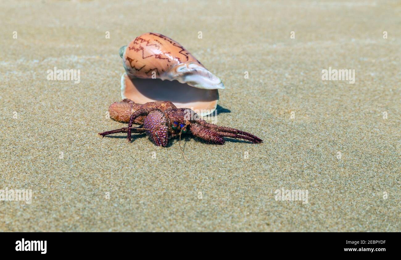 Shells maldives hi-res stock photography and images - Alamy