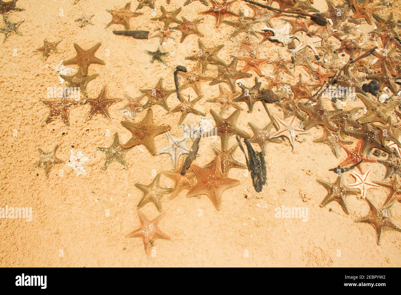 Starfish are also known as asteroids hi-res stock photography and ...