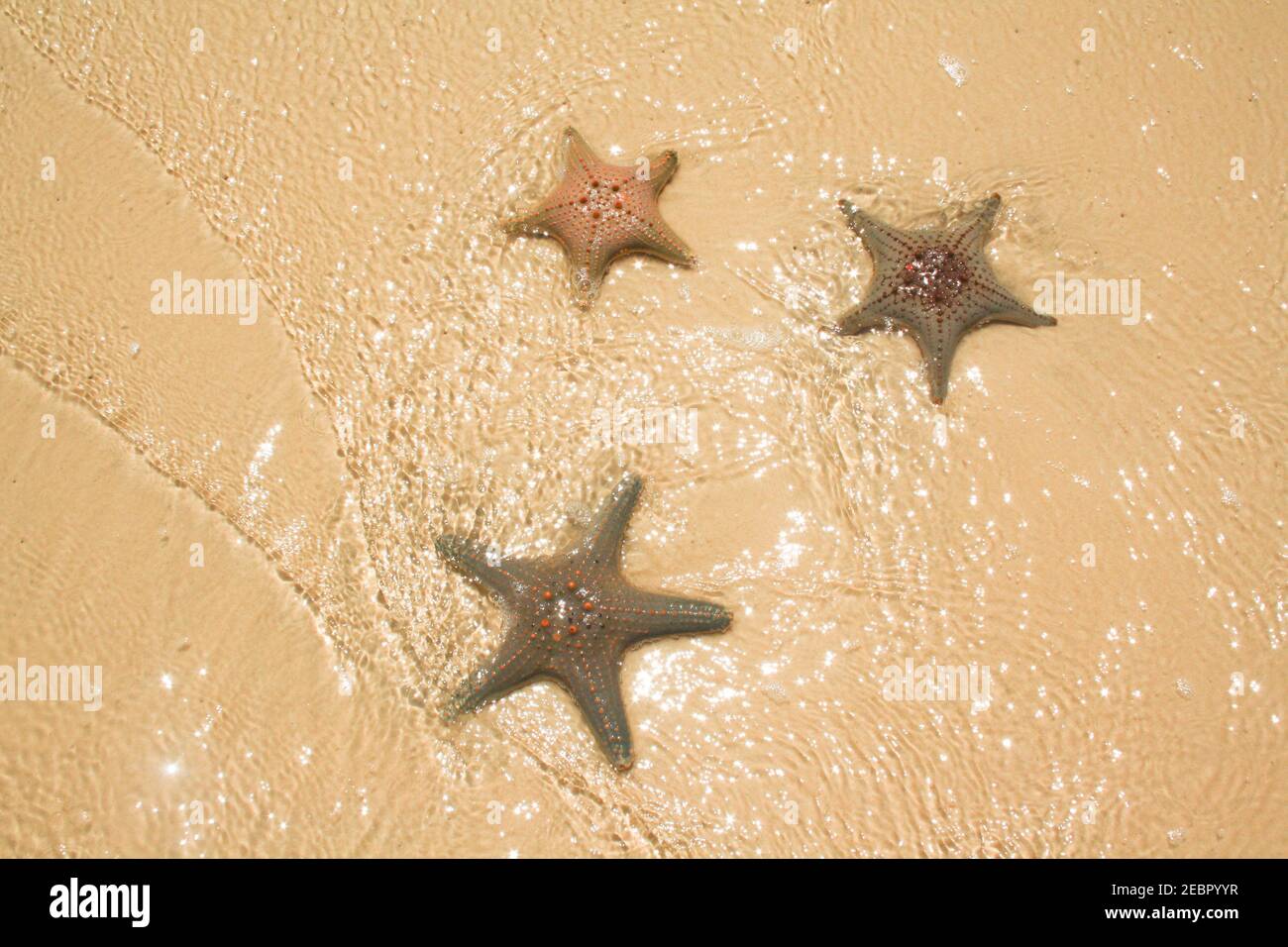 Starfish or sea stars are star-shaped echinoderms belonging to the ...