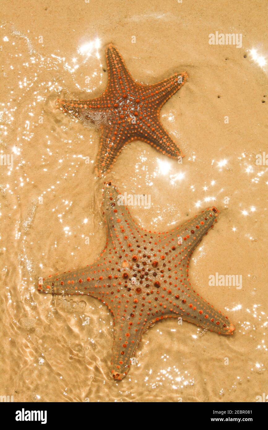 Starfish or sea stars are star-shaped echinoderms belonging to the ...