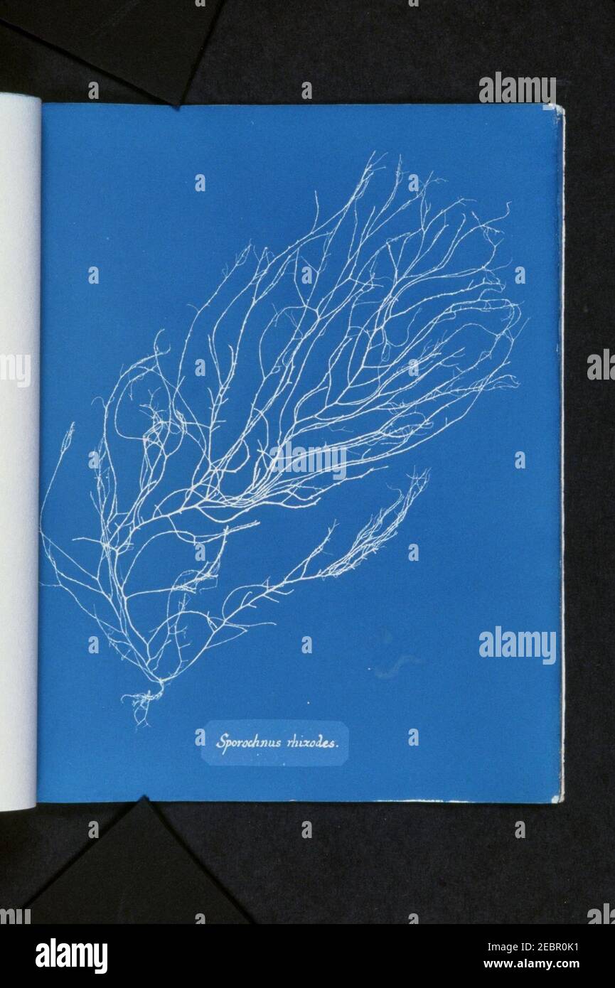 Rhizodes hi-res stock photography and images - Alamy