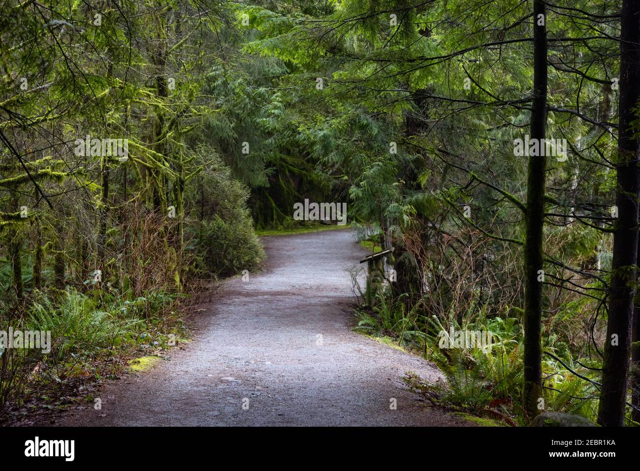 Beautiful Path in the Rainforest Stock Photo - Alamy
