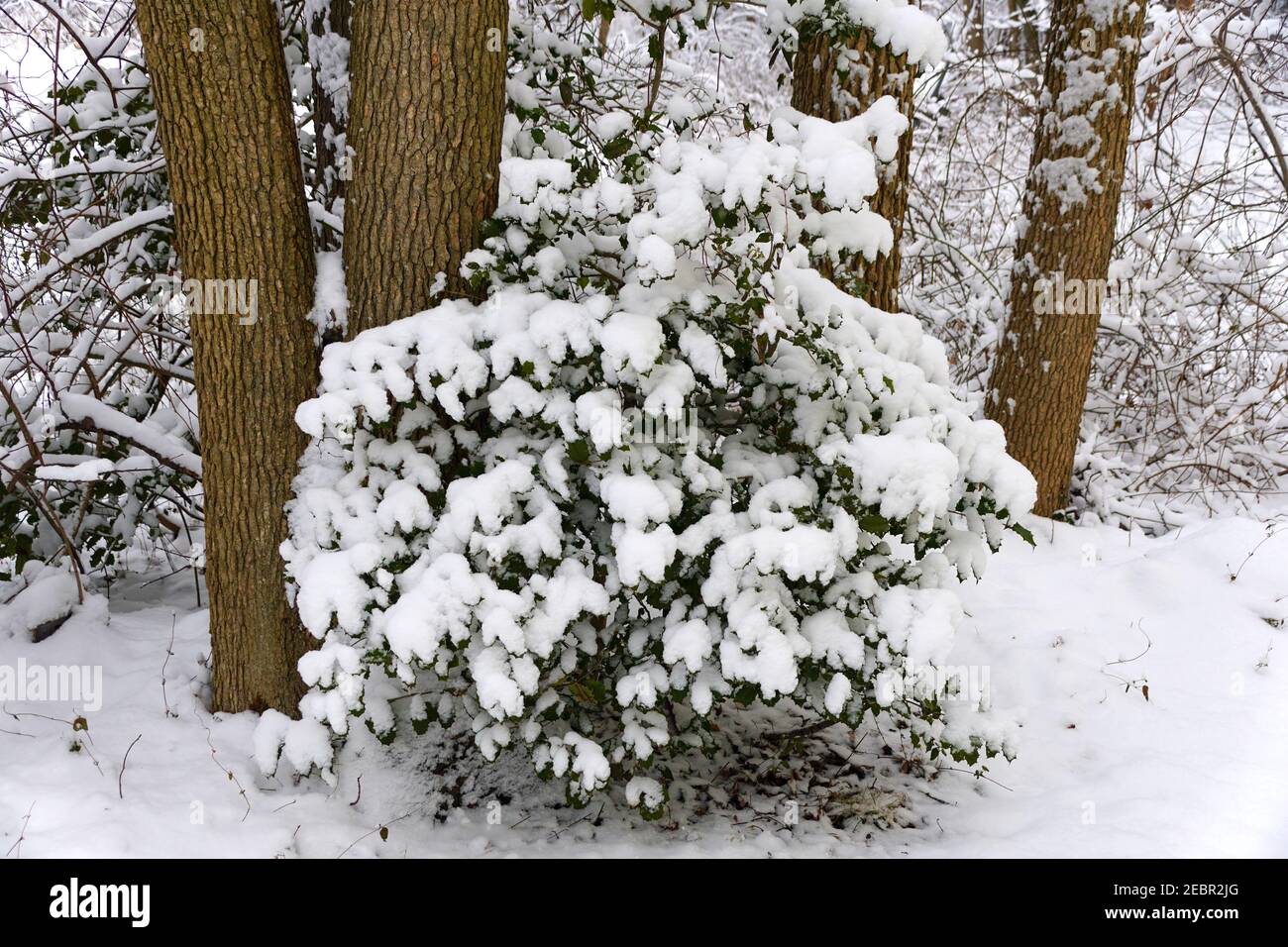 A bush covered with snow after a winter storm Stock Photo - Alamy