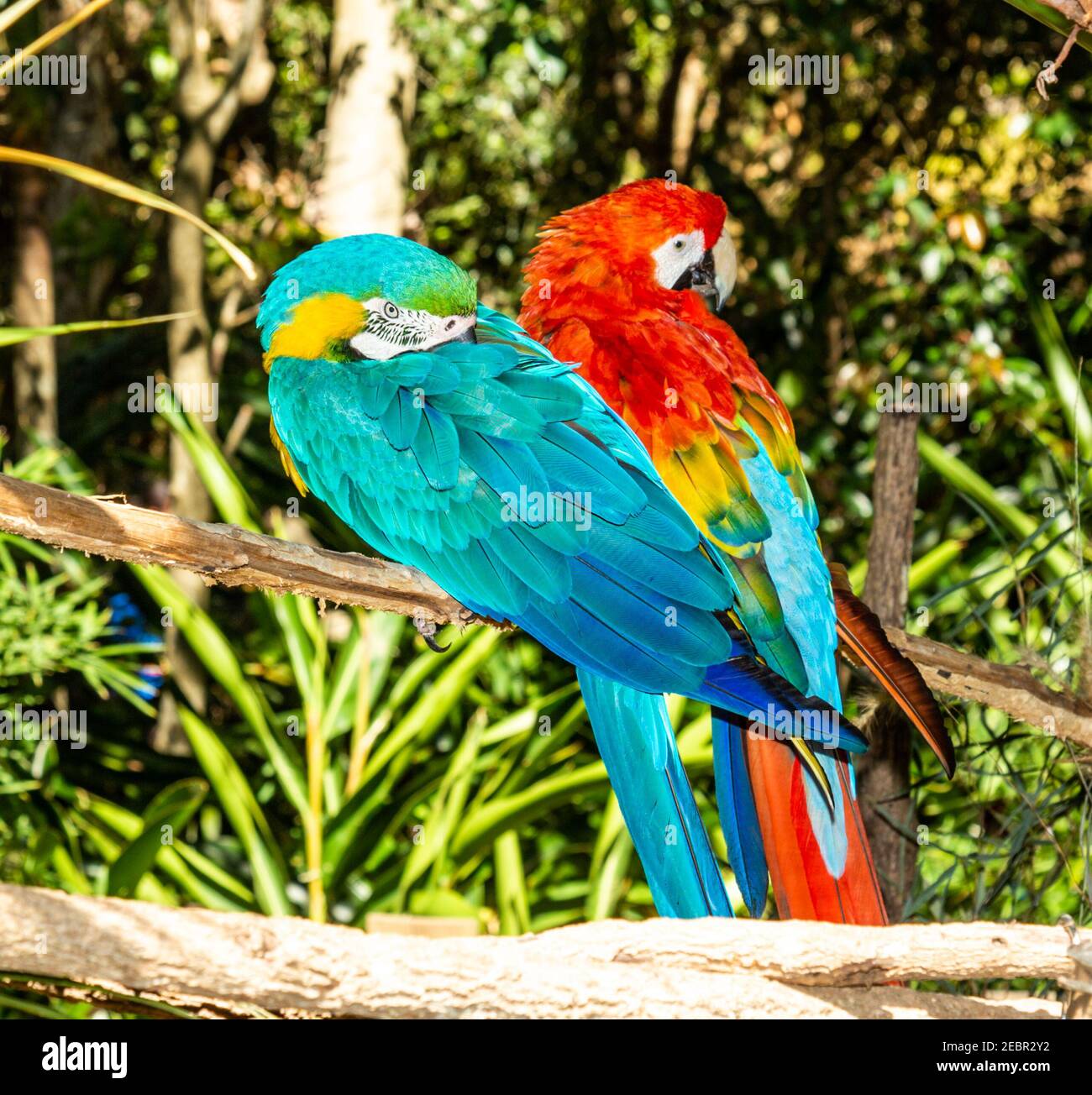 Macaws are known as the giants of the parrot world. The hyacinth macaw ...