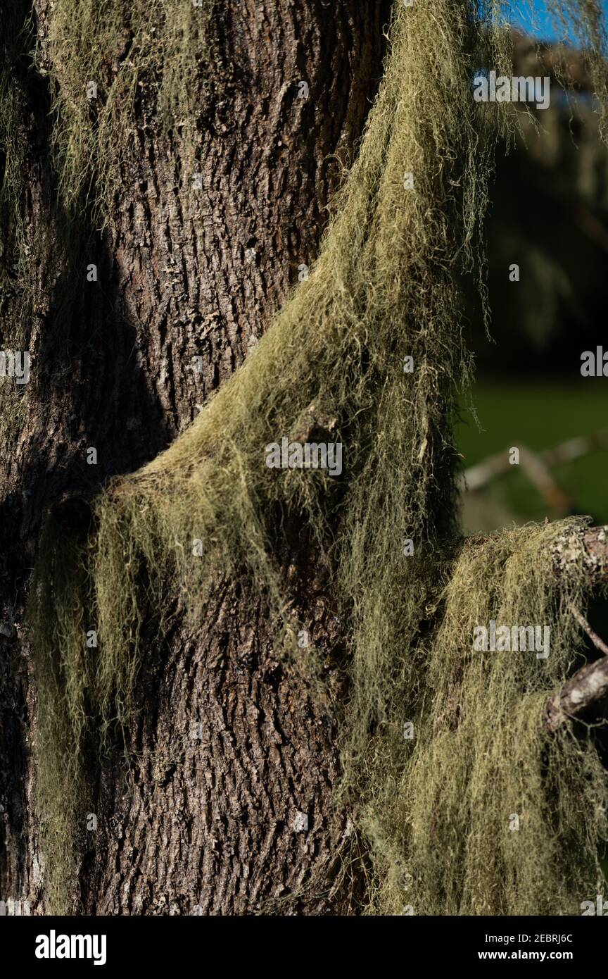 Closeup of moss hanging off tree stump Stock Photo - Alamy