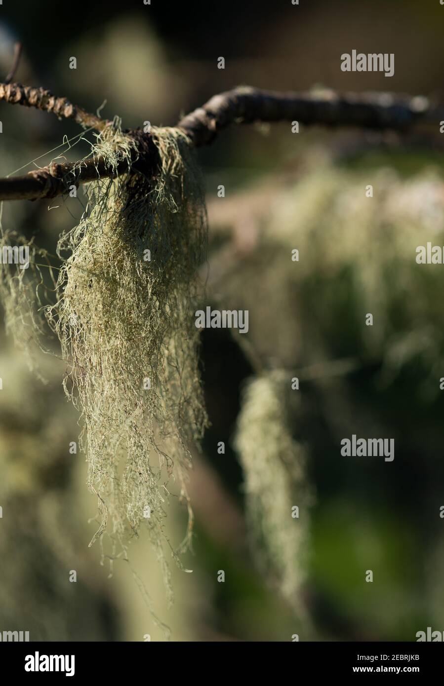Green moss hanging hi-res stock photography and images - Alamy