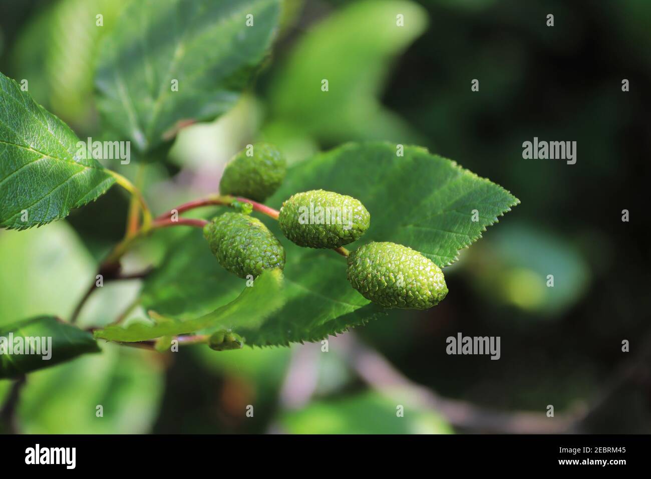 Female alder cones hi-res stock photography and images - Alamy