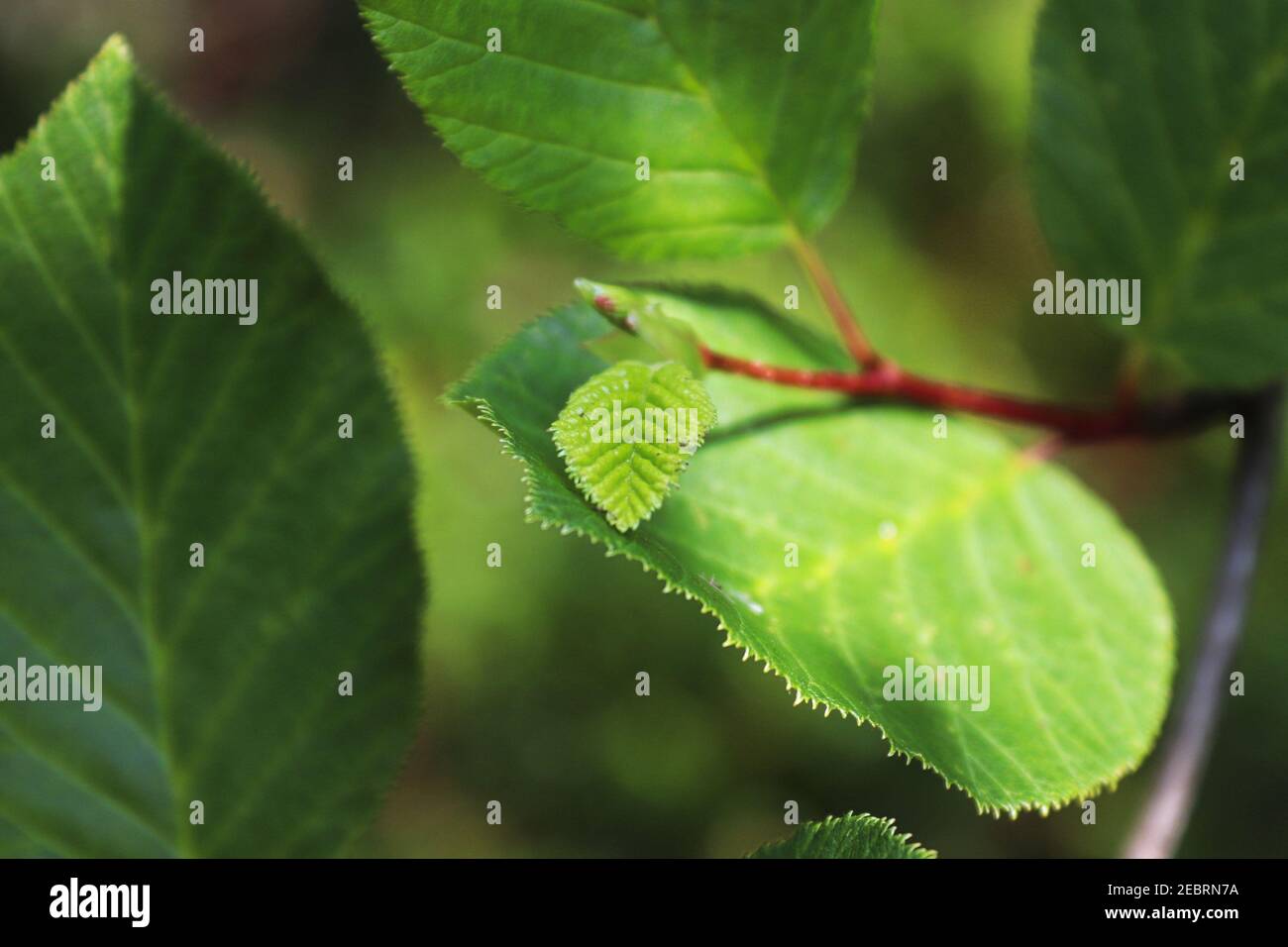 Closeup of a new alder leaf growing on a branch Stock Photo - Alamy