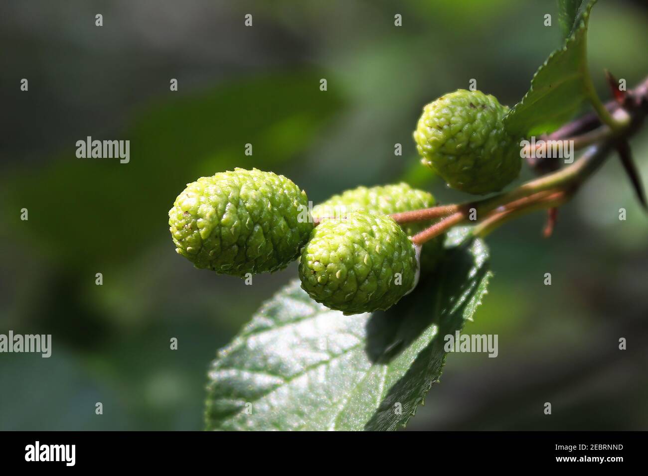 Alder Tree Pods White Alder (Alnus Rhombifolia) · INaturalist