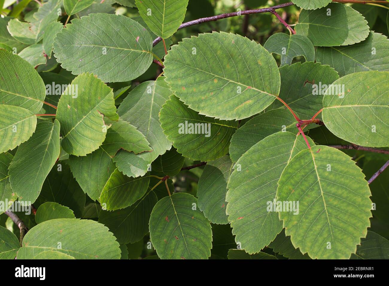 A background of green alder leaves on a shrub Stock Photo - Alamy