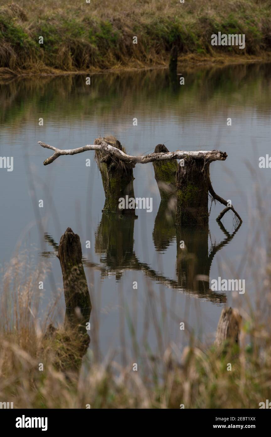Vertical image of tree stumps in river, shot through grass Stock Photo ...