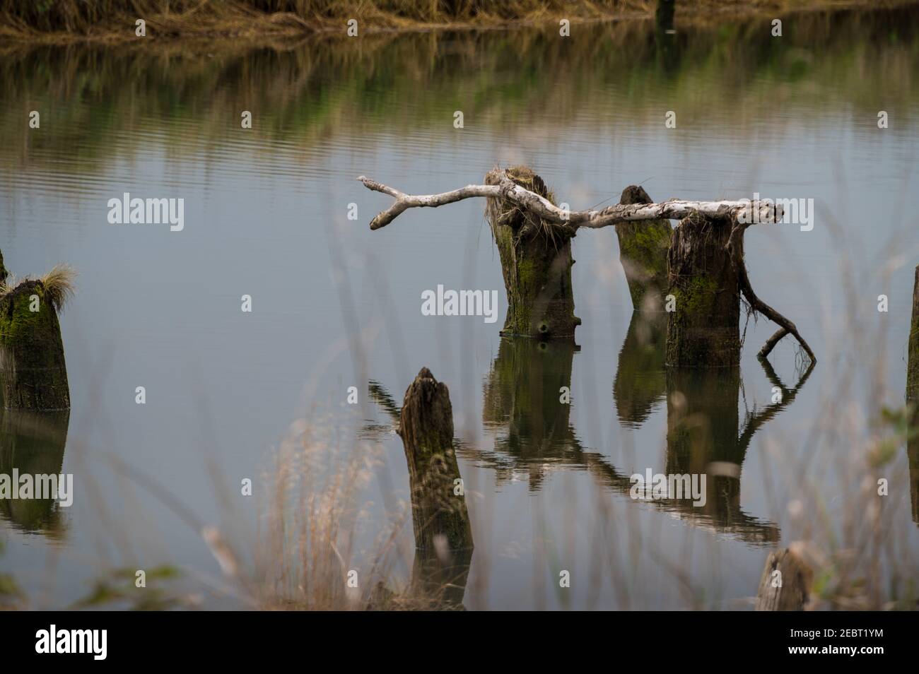 Beautiful shot pond tree hi-res stock photography and images - Alamy