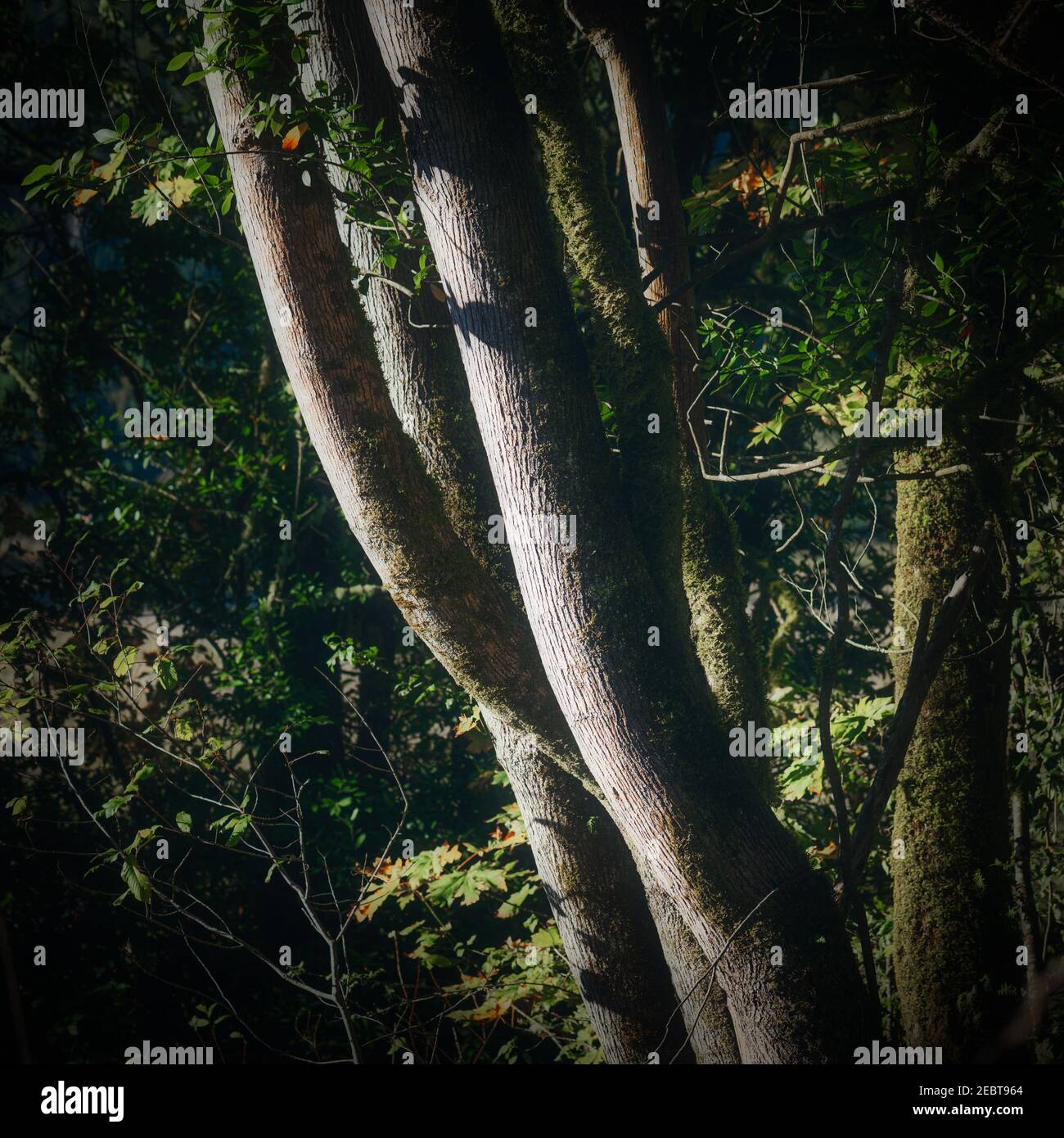 Soft and moody tree trunks with foliage illuminated by sun Stock Photo ...