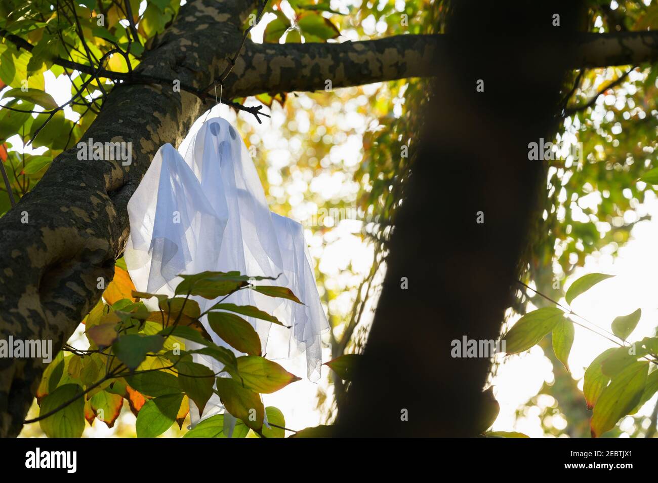 Ghost decoration in tree Stock Photo - Alamy