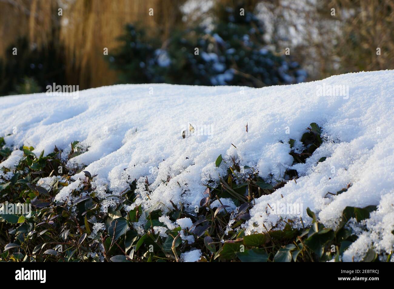 Garden hedge hi-res stock photography and images - Alamy