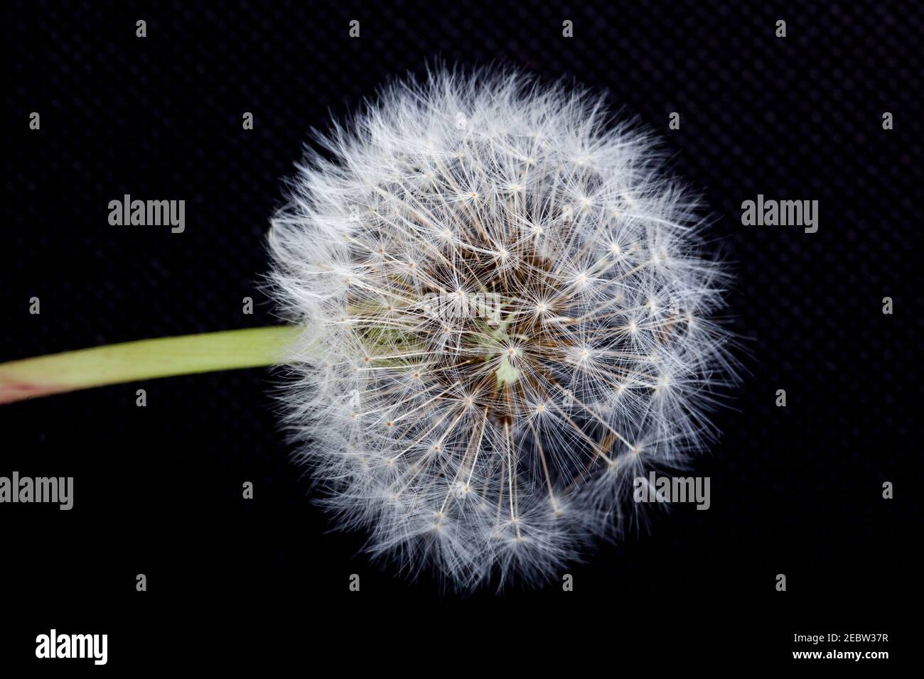 Taraxacum in the family Asteraceae, dandelions. The genus is native to ...