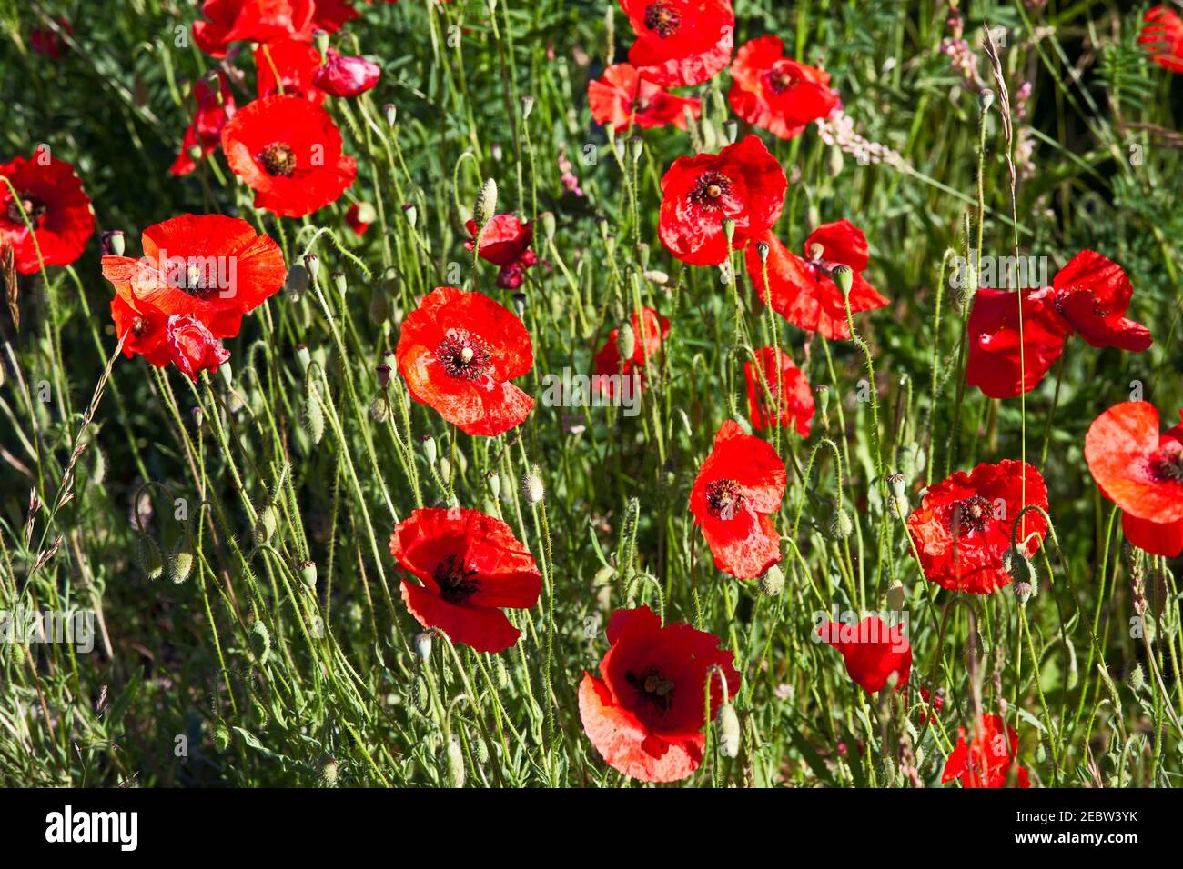 poppy fields in Provence France Stock Photo - Alamy