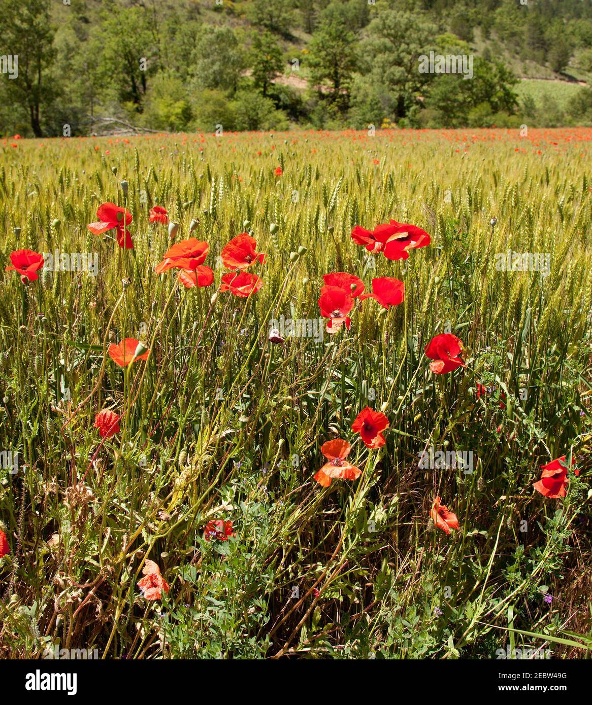 poppy fields in Provence France Stock Photo - Alamy