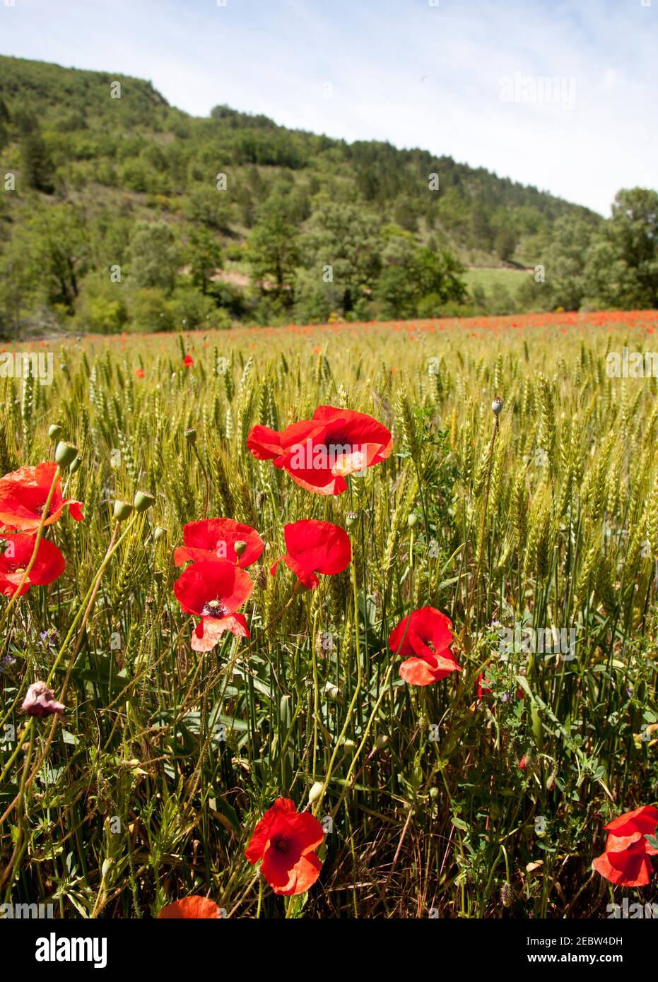 poppy fields in Provence France Stock Photo - Alamy