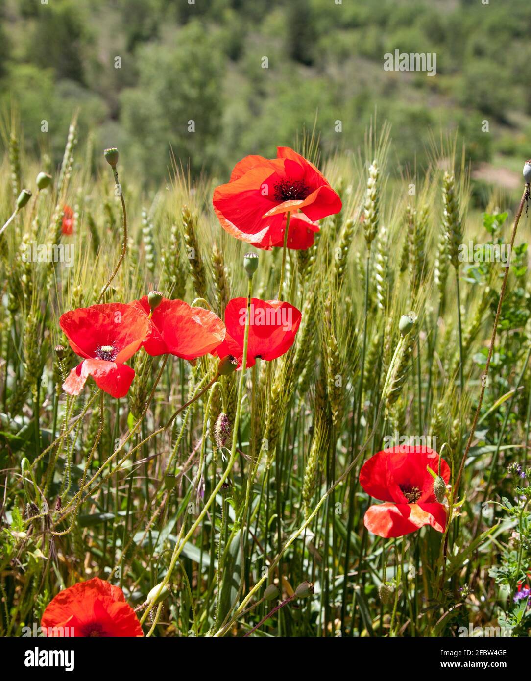 poppy fields in Provence France Stock Photo - Alamy