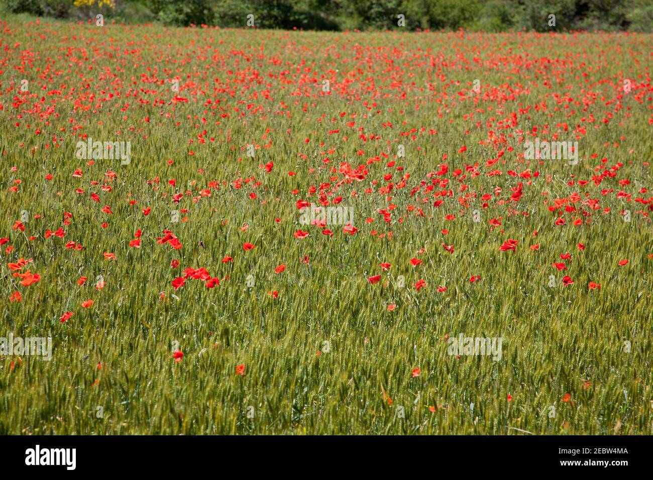 poppy fields in Provence France Stock Photo - Alamy