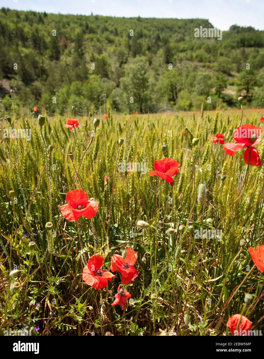 poppy fields in Provence France Stock Photo - Alamy