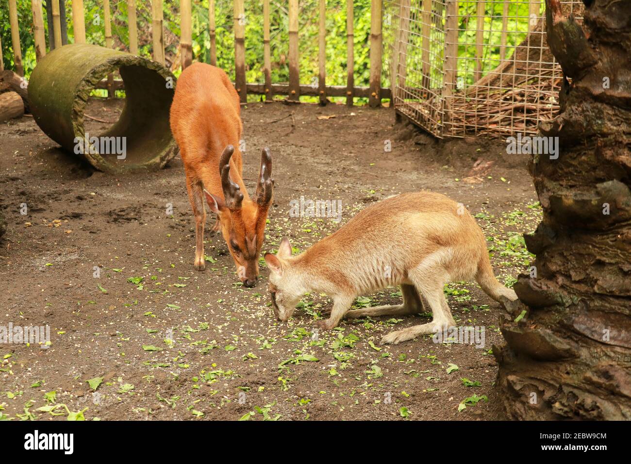 barking deer or Indian muntjac or red muntjac or Muntiacus muntjak an ...