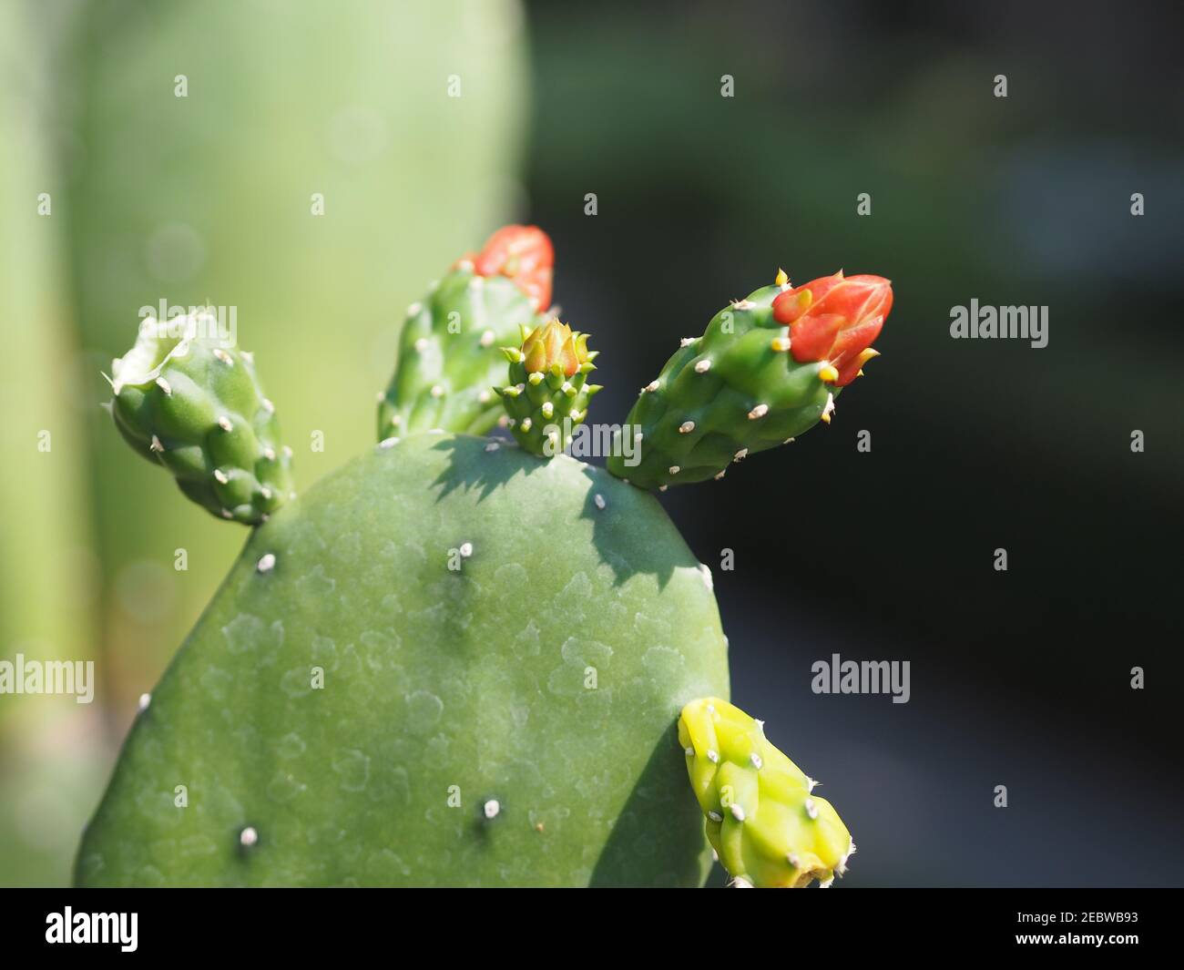 Prickly pear , Opuntia Opuntieae, Opuntia Stricta green leaves, red ...