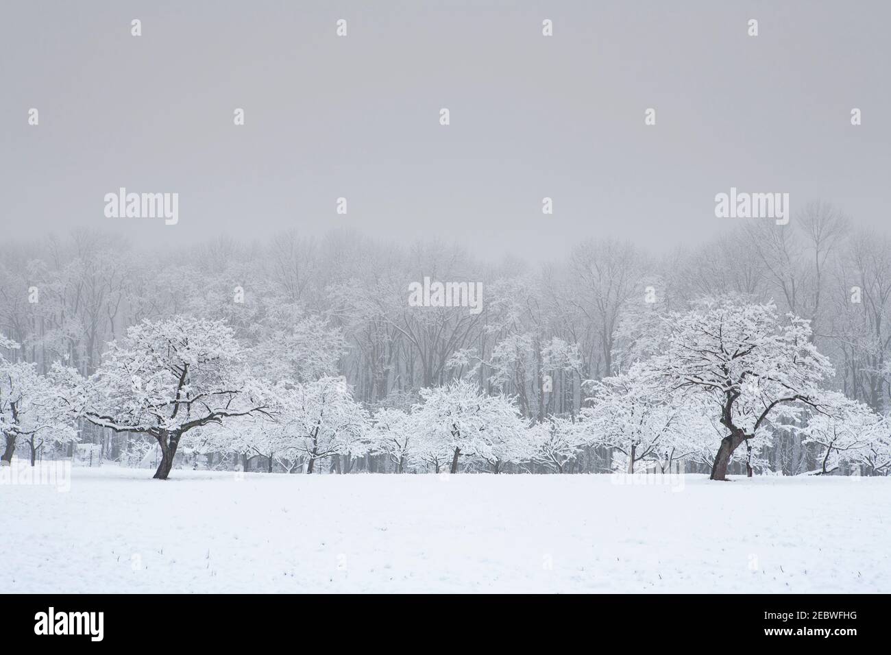 Apple orchard in winter snow Stock Photo - Alamy