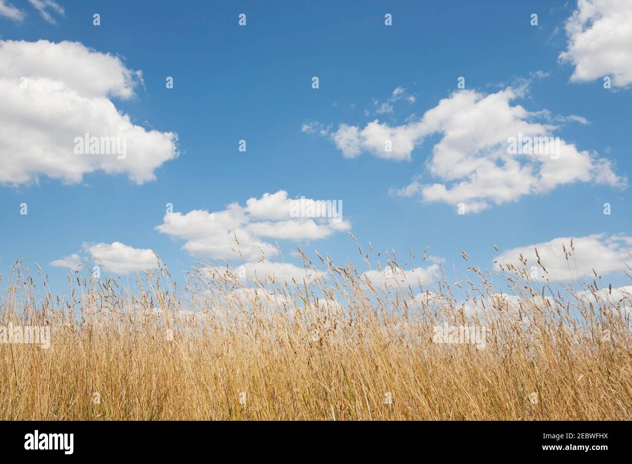 Field of tall grass Stock Photo - Alamy