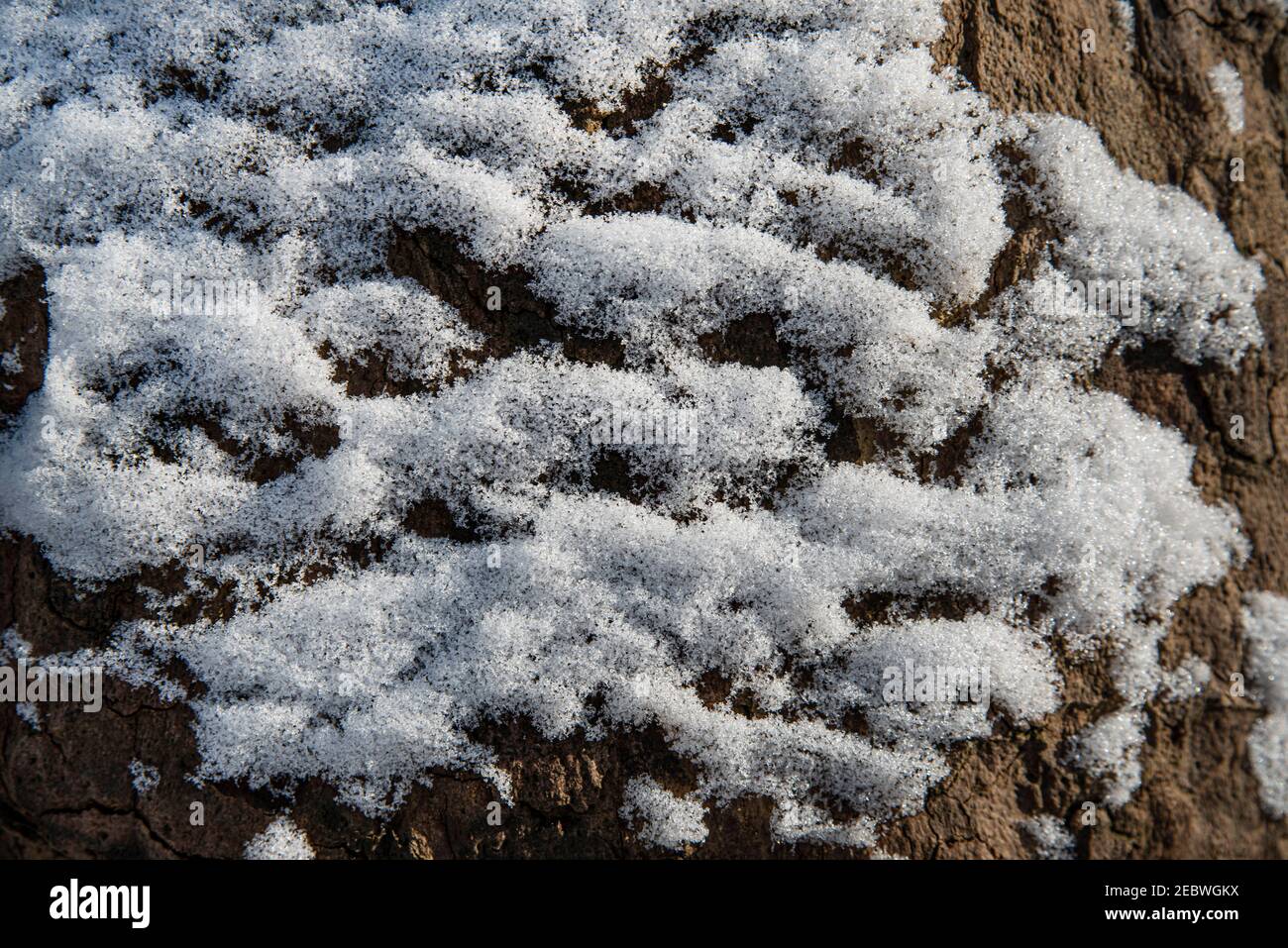 Texture of a tree trunk with snow Stock Photo - Alamy