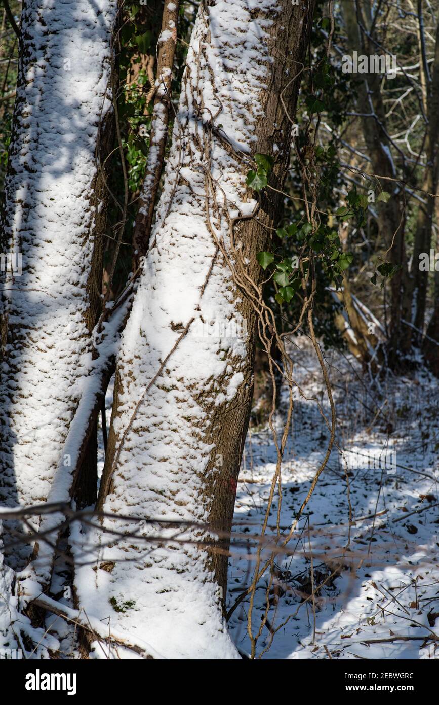 Detail of a tree trunk covered with snow Stock Photo - Alamy