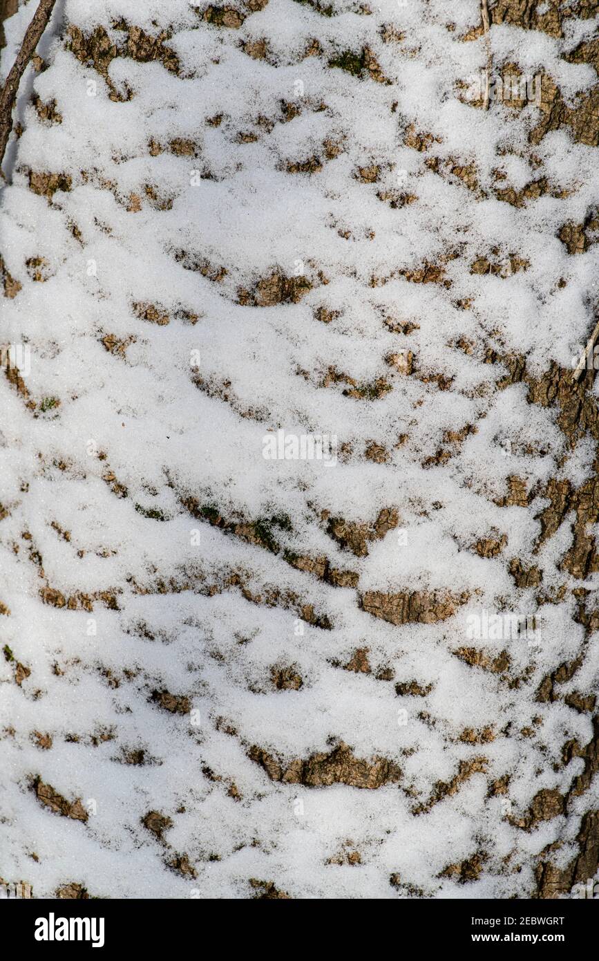Texture of a tree trunk with snow Stock Photo - Alamy