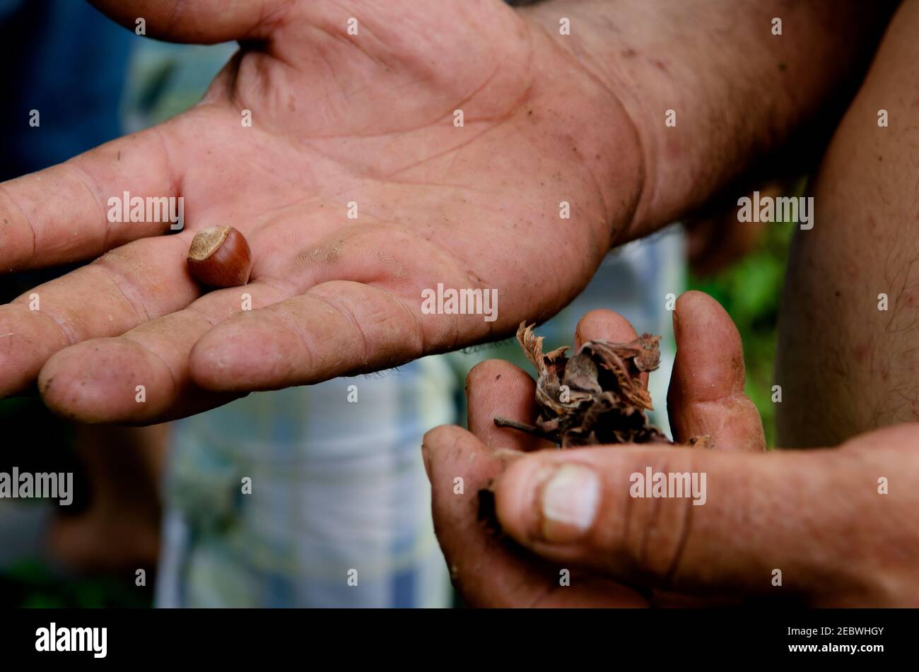 Hazelnut farm hi-res stock photography and images - Alamy